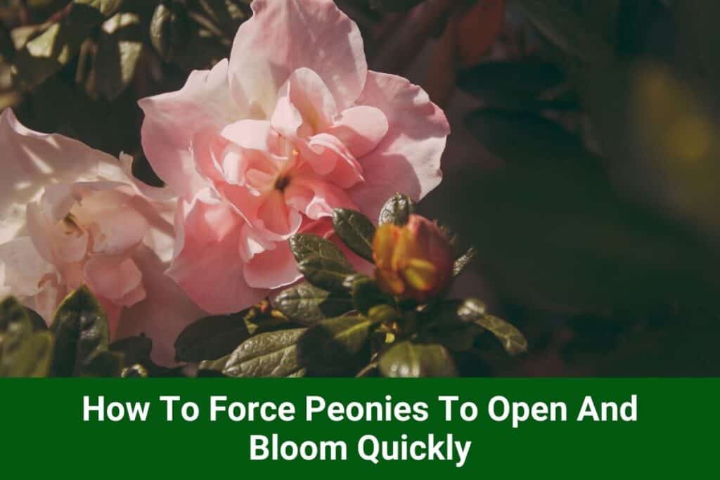 How To Force Peonies To Open And Bloom Quickly: Expert Tips – Good Home ...