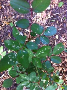 How To Get Rid Of White Spots On Rose Leaves: Proven Solutions – Good ...